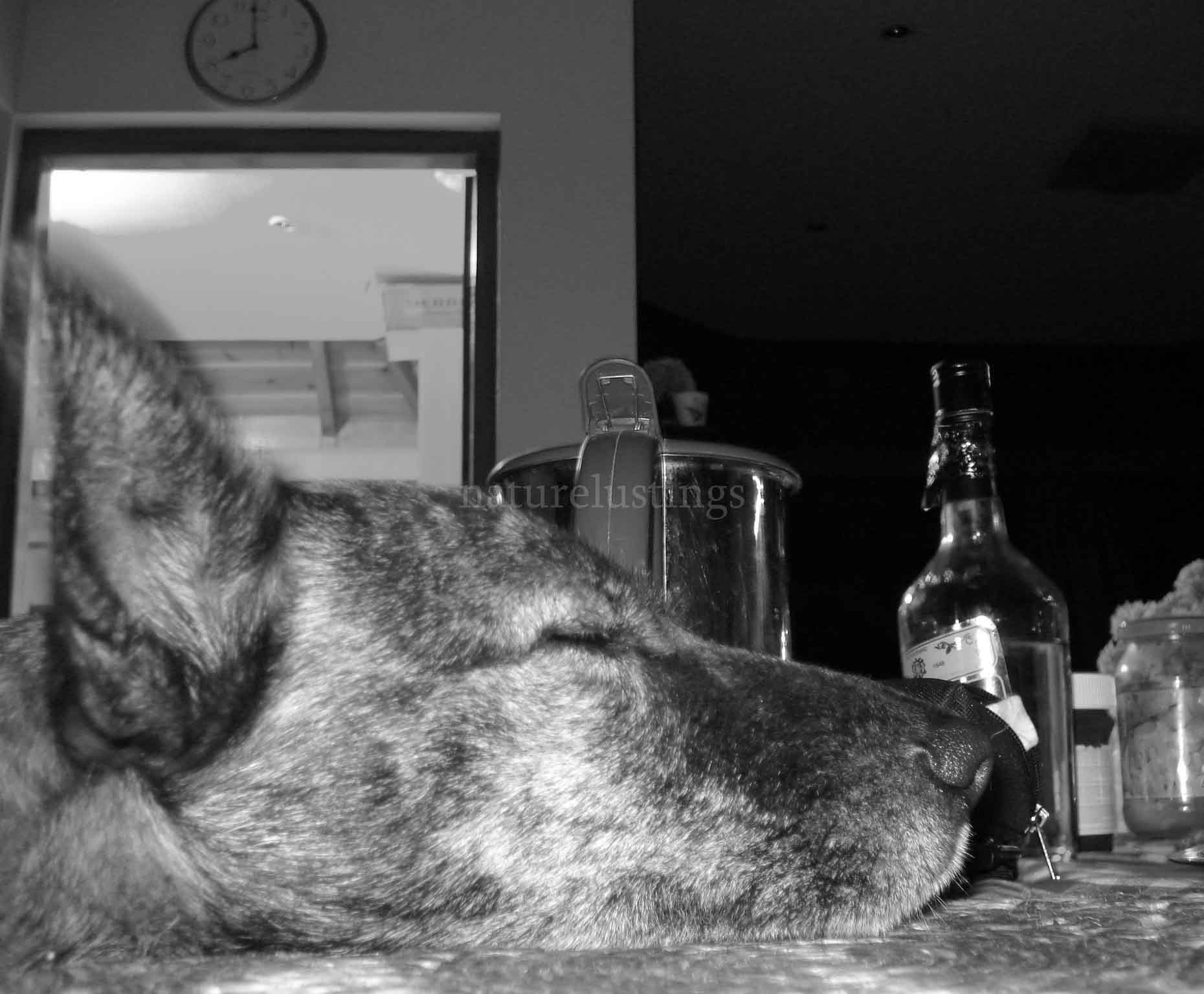 Marlon Brando of Dogs | Earthy Matters