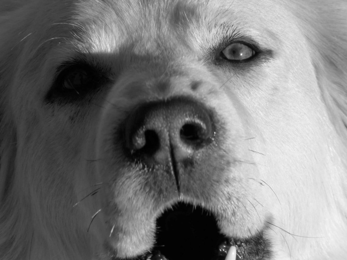 Marlon Brando of Dogs | Earthy Matters