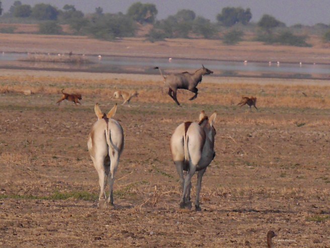 Meet Almitra Patel. The Garbologist who gave India Solid Waste ...
