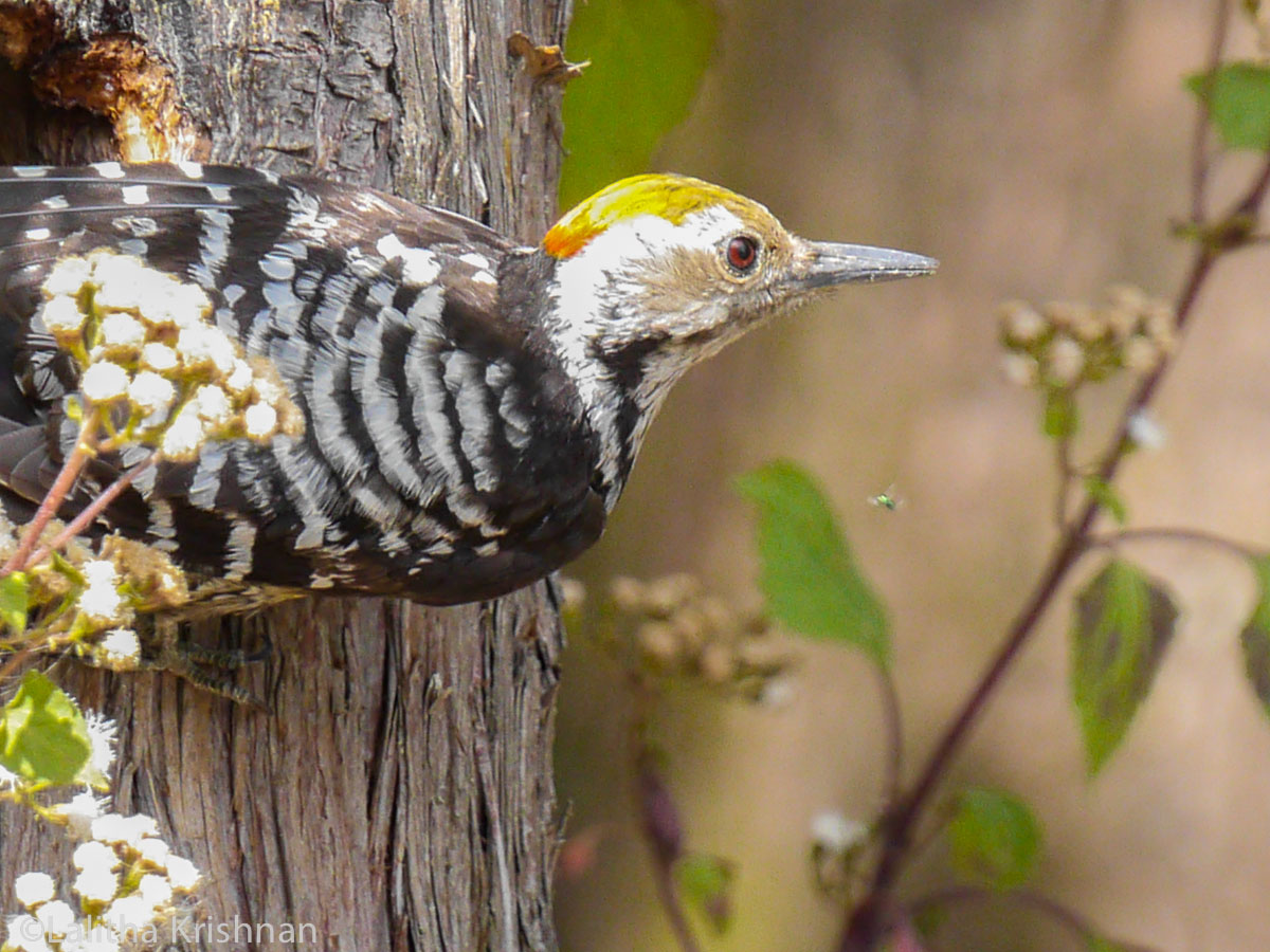 8 life skills to be learnt from a crafty little woodpecker. | Earthy ...