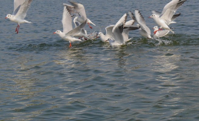 Meet Almitra Patel. The Garbologist who gave India Solid Waste ...