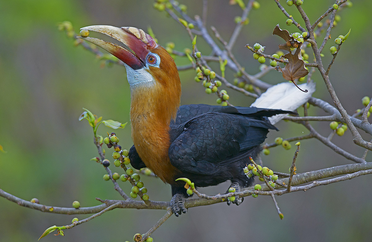 Dritiman Mukherjee: The Philosophy of Photography. EP#11 | Earthy Matters