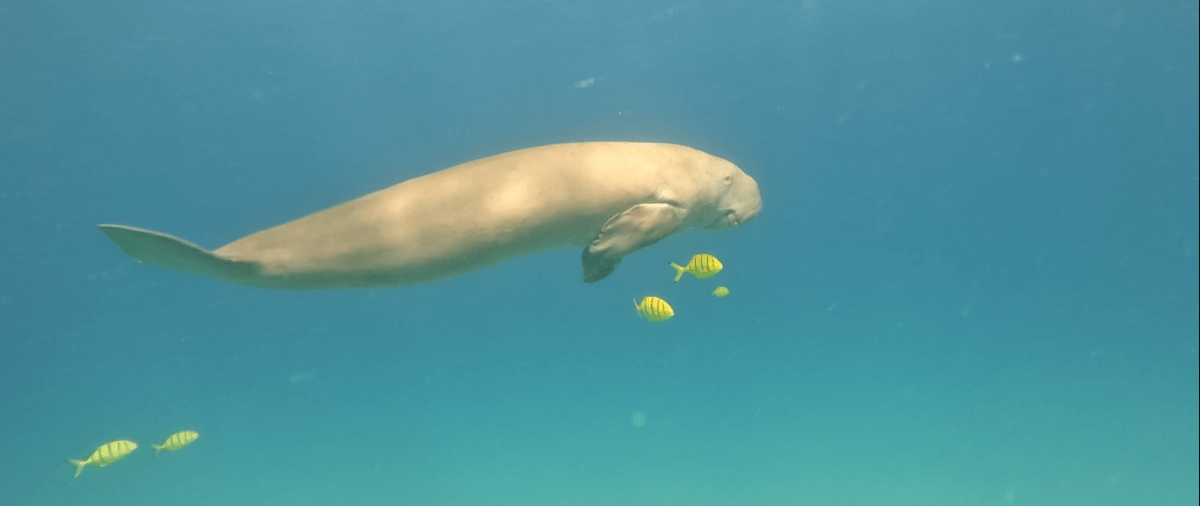 Know Your Dugong. A High Priority Species Like the Tiger. | Earthy Matters