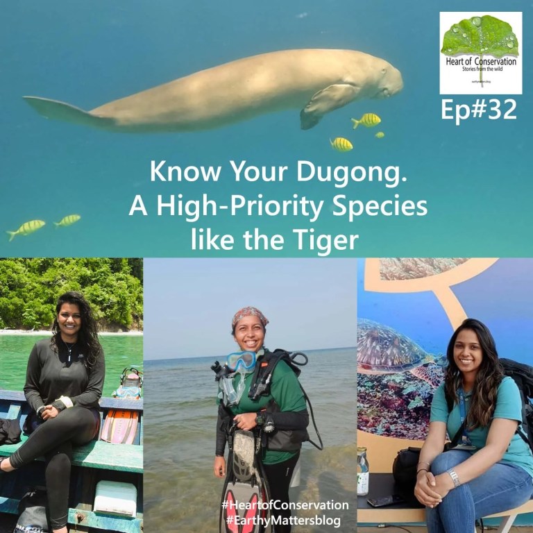 Know Your Dugong. A High Priority Species Like the Tiger. | Earthy Matters